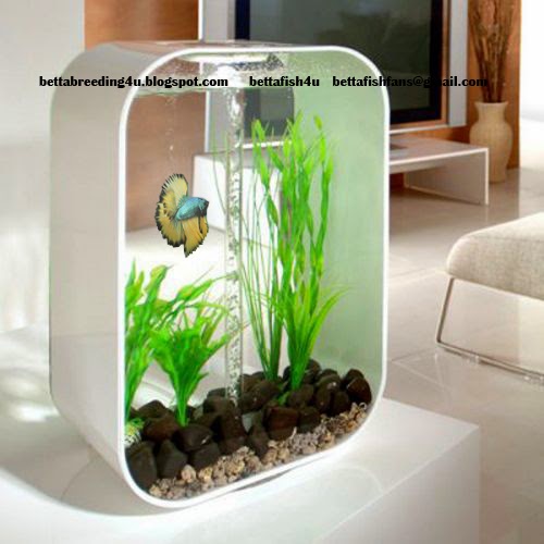 All about betta fish: Decorative betta fish tank