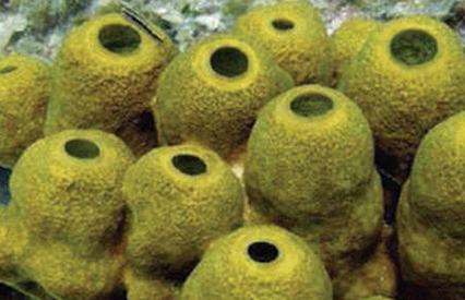 Blognya anak tuban sejati: Pengertian Hewan spons/sponge (porifera) lengkap