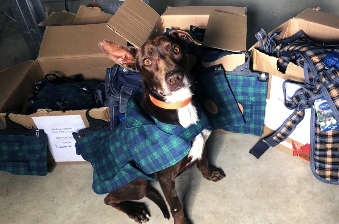 Over 3,000 dog coats donated to Australian rescue groups | Australian ...