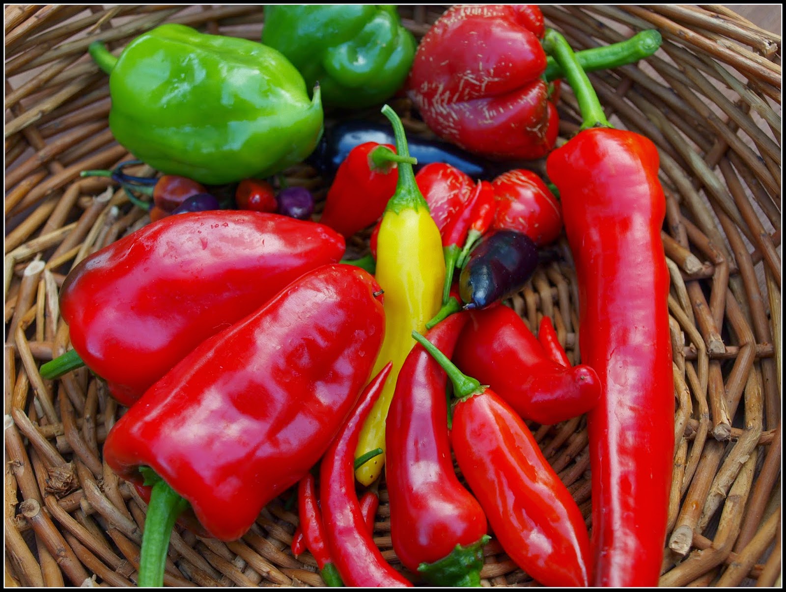 Mark's Veg Plot: October chillis