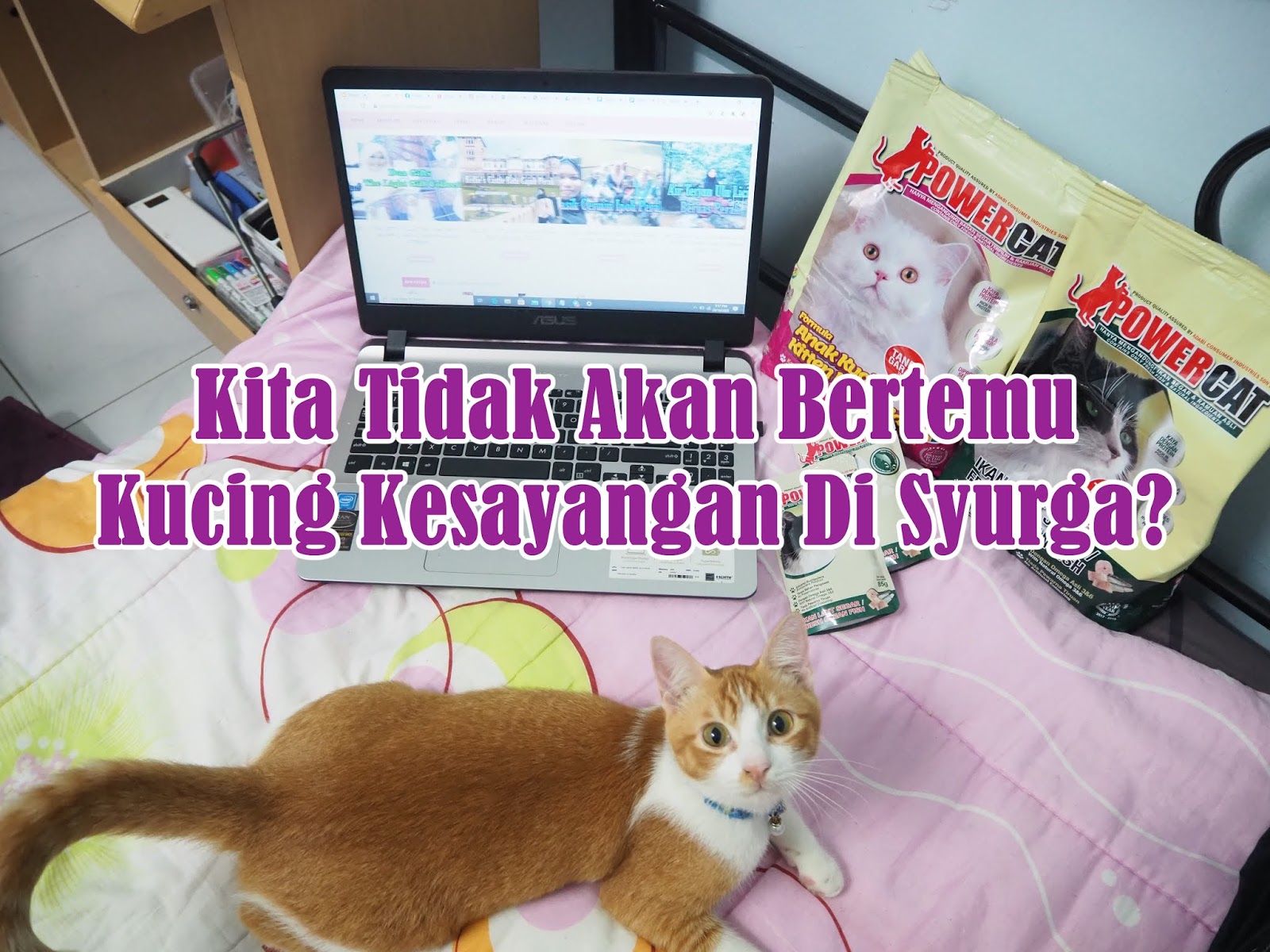 Kita Tidak Akan Bertemu Kucing Kesayangan Di Syurga