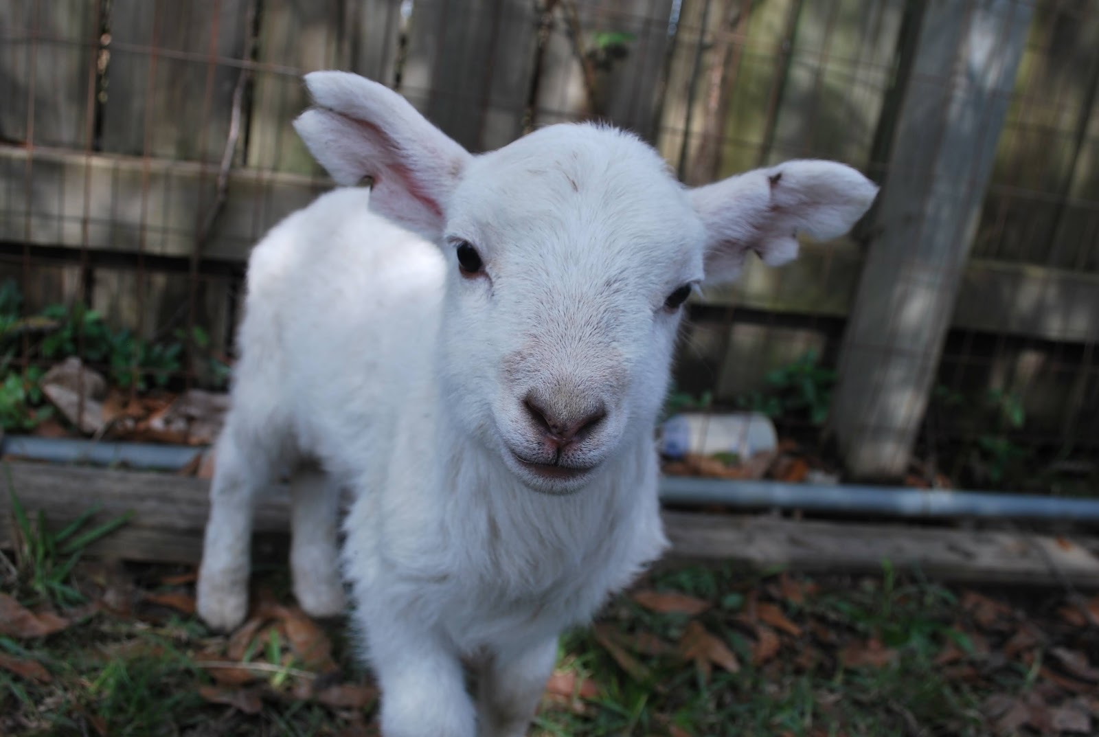 HighTail Farms: More lamb related cuteness