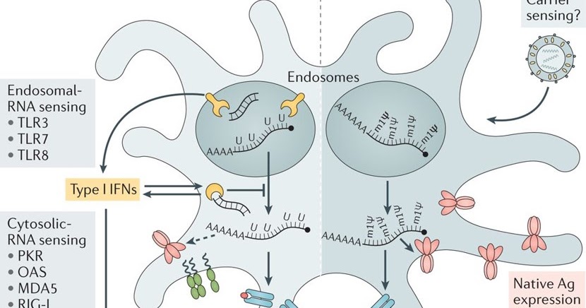 amudu: Nucleoside-modified mRNA vaccination partially overcomes ...