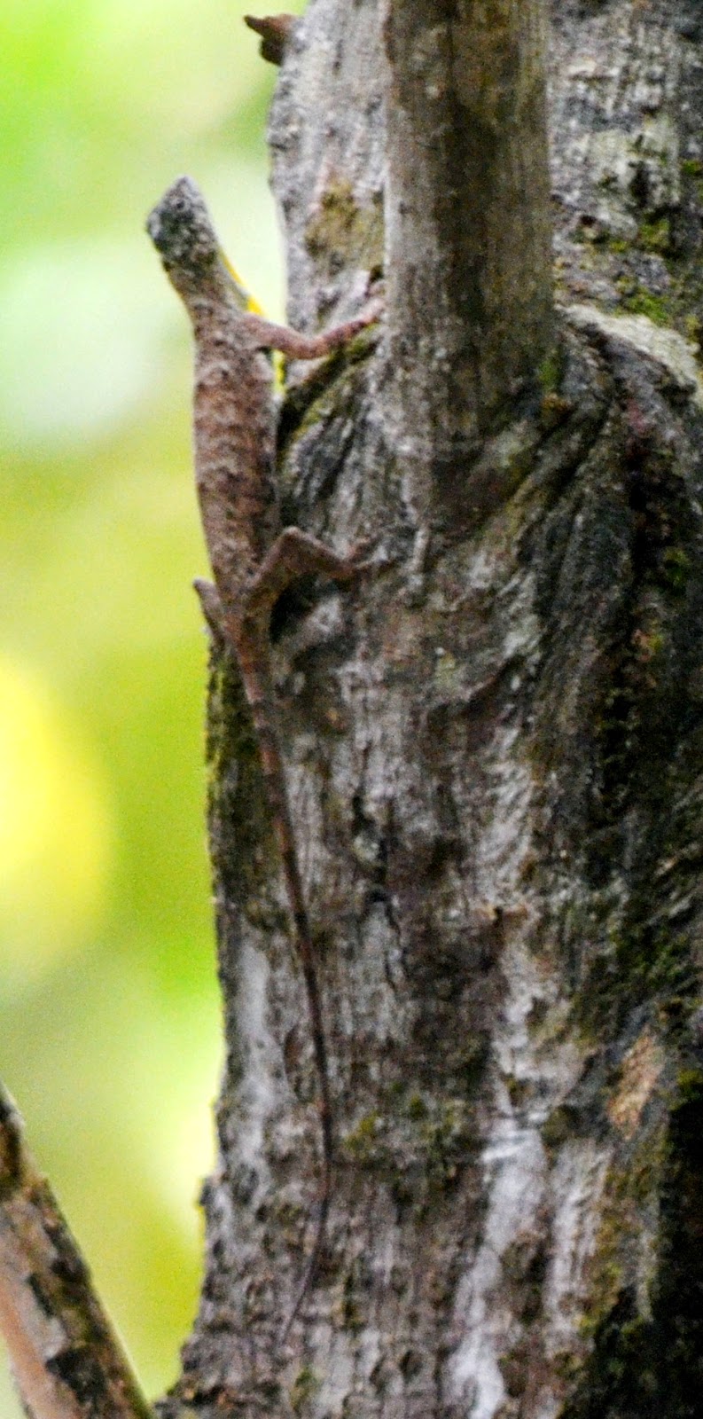 The Kambatik Park, Bintulu.: A gliding lizard