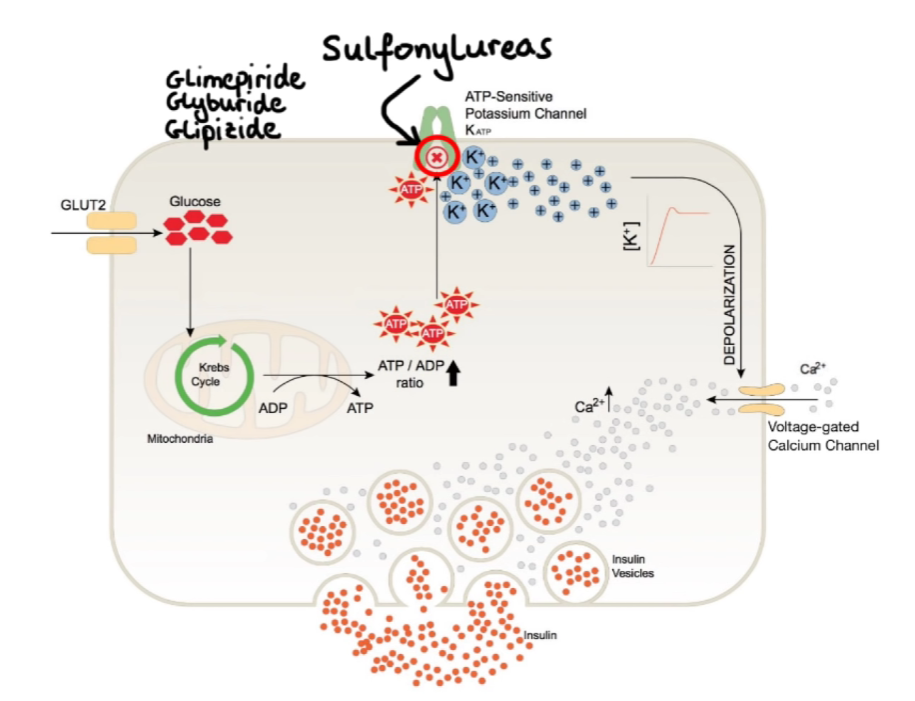 【Pharmacology】Drug for diabetes