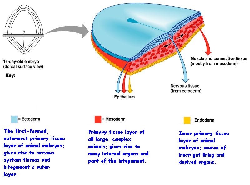 Biology Vocabulary Terms: Embryo's Primary Tissues