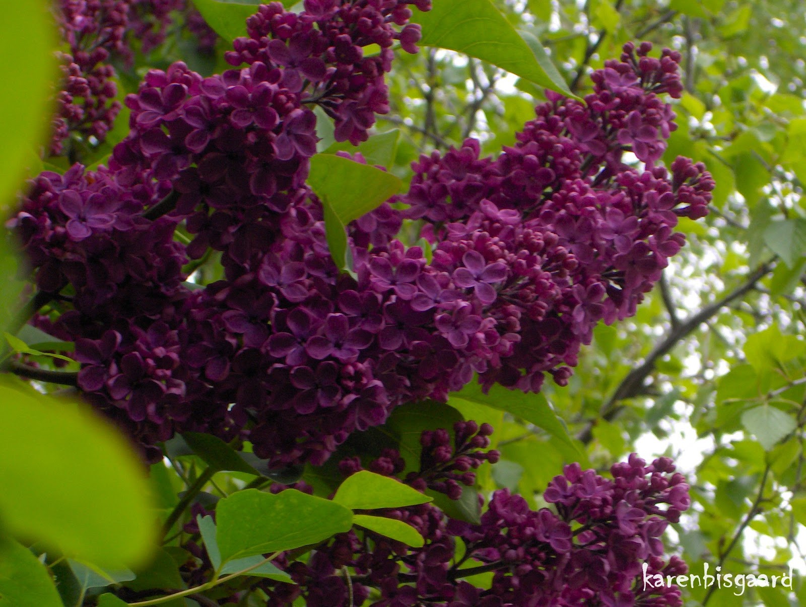 Karen`s Nature Photography: Blooming Clusters of burgundy red Lilacs.