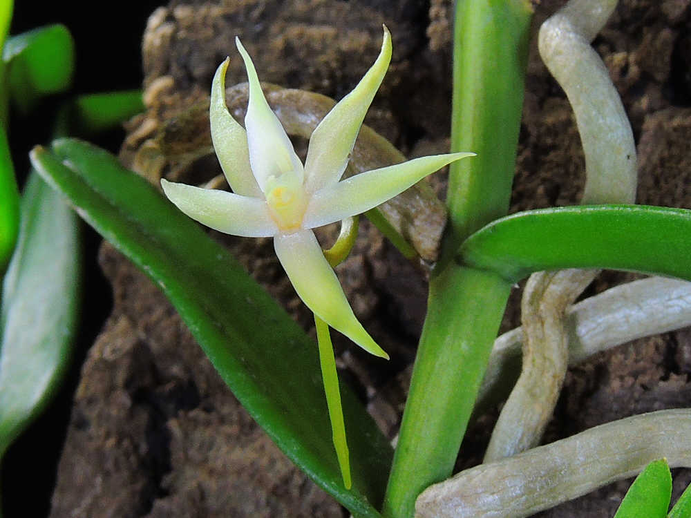 Angraecum erectum orchid plant care and culture | Travaldo's blog