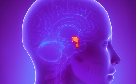 Liebe das Ganze, weil das Ganze Liebe ist: Hypophyse Regulieren ...