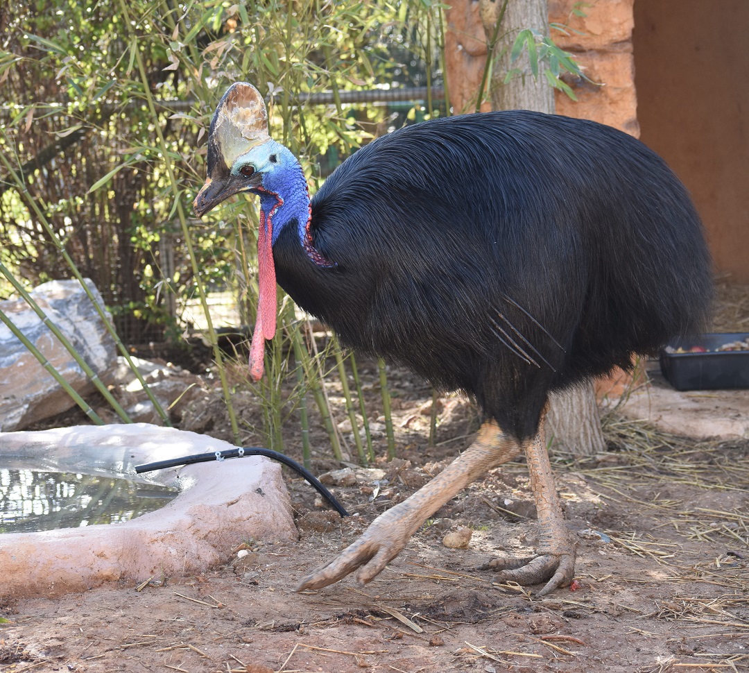 ZOOTOGRAFIANDO (6.100 ANIMALS): CASUARIO COMÚN / SOUTHERN CASSOWARY ...