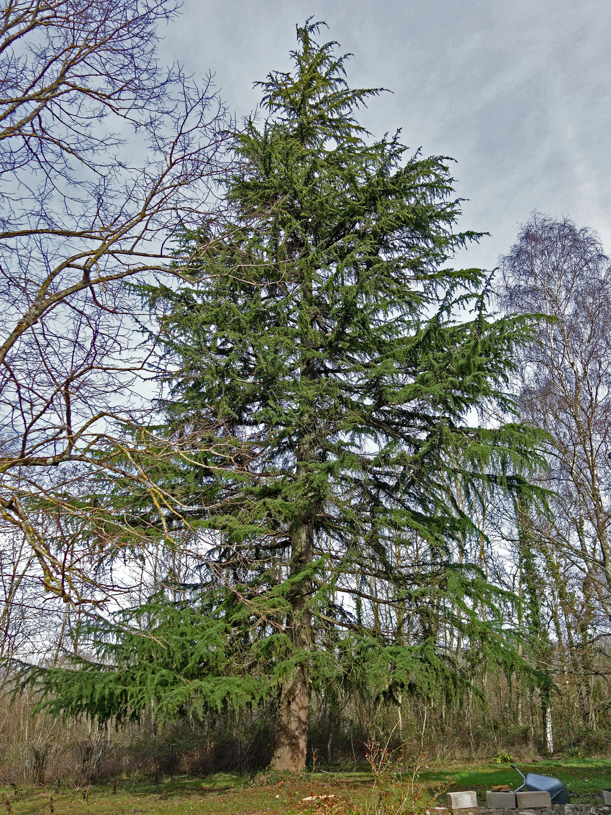 Living the life in Saint-Aignan: Cedrus deodara