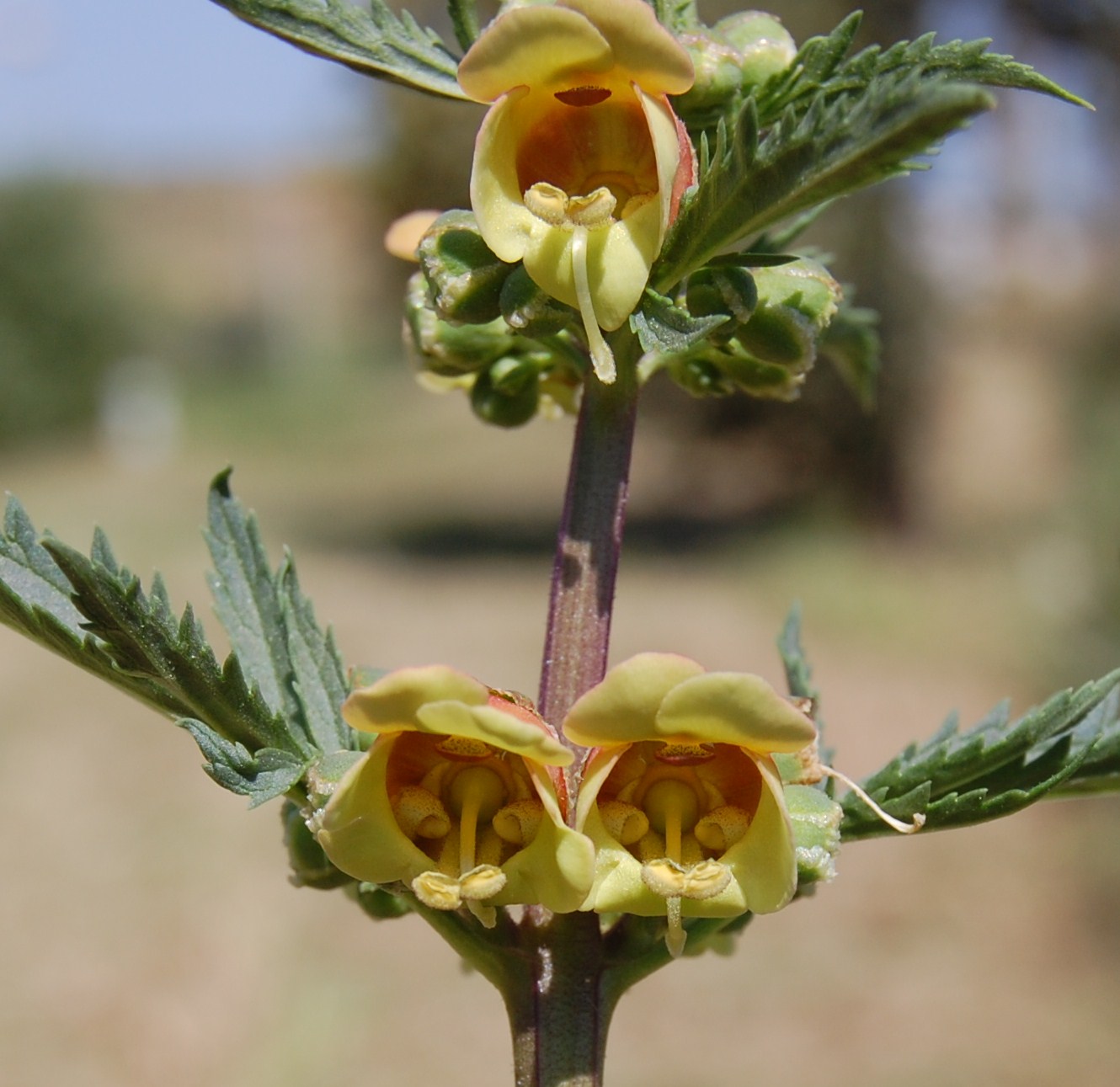 Plantas: Beleza e Diversidade: Scrophularia sambucifolia subsp ...