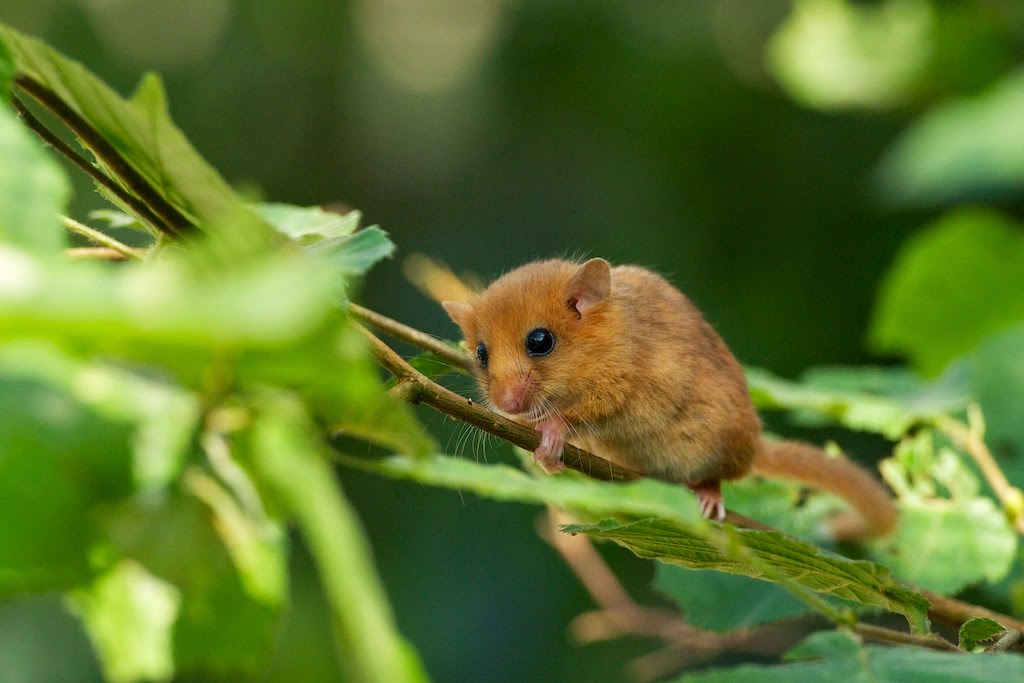 Matt's Photos: Common Dormouse