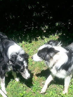 Raising Cinder, a Border Collie Puppy