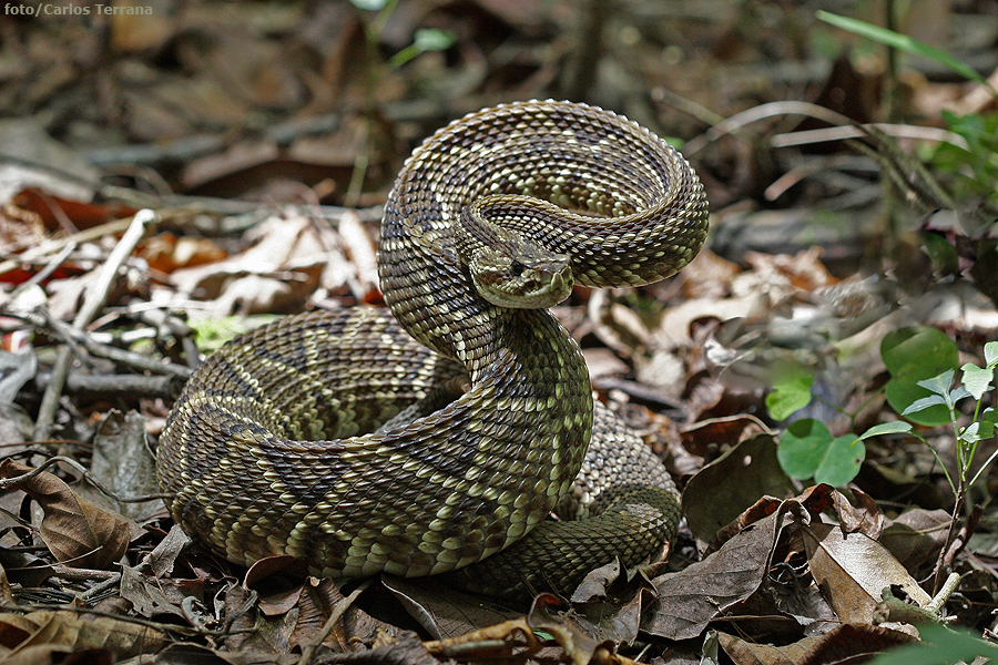 FOTOGRAFIA E CRIATIVIDADE - Photogenic Arts: O dia da CASCAVEL