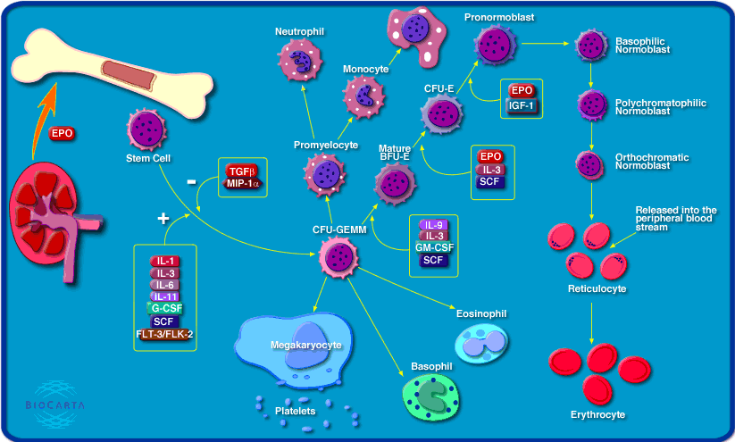 World of Biochemistry (blog about biochemistry): Metabolic map about ...