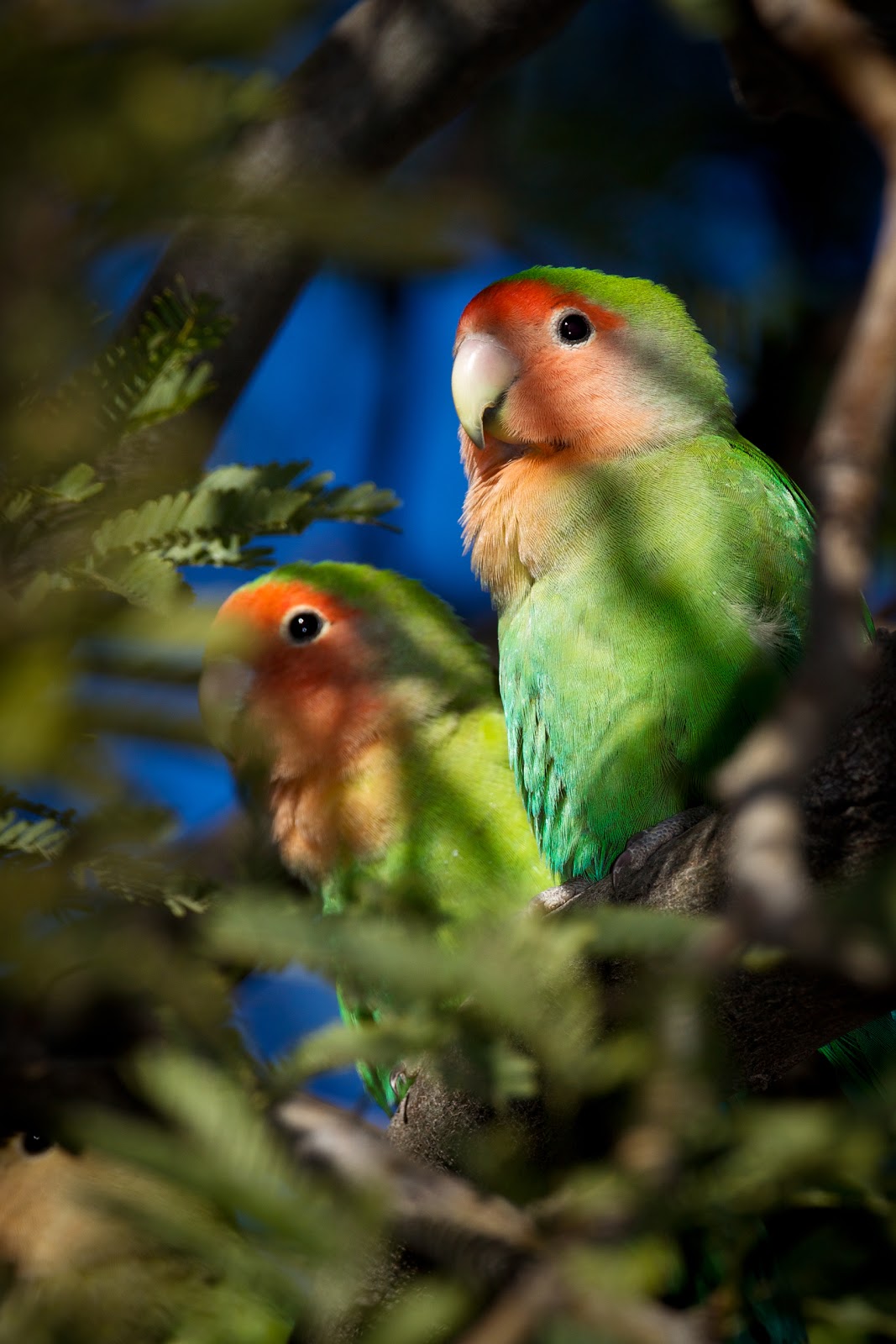 Feather Tailed Stories: Peach-faced Lovebirds