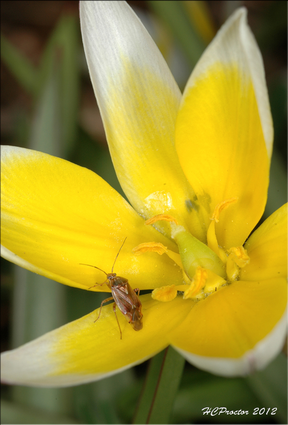The Home Bug Garden: Friday Bug: We're back!