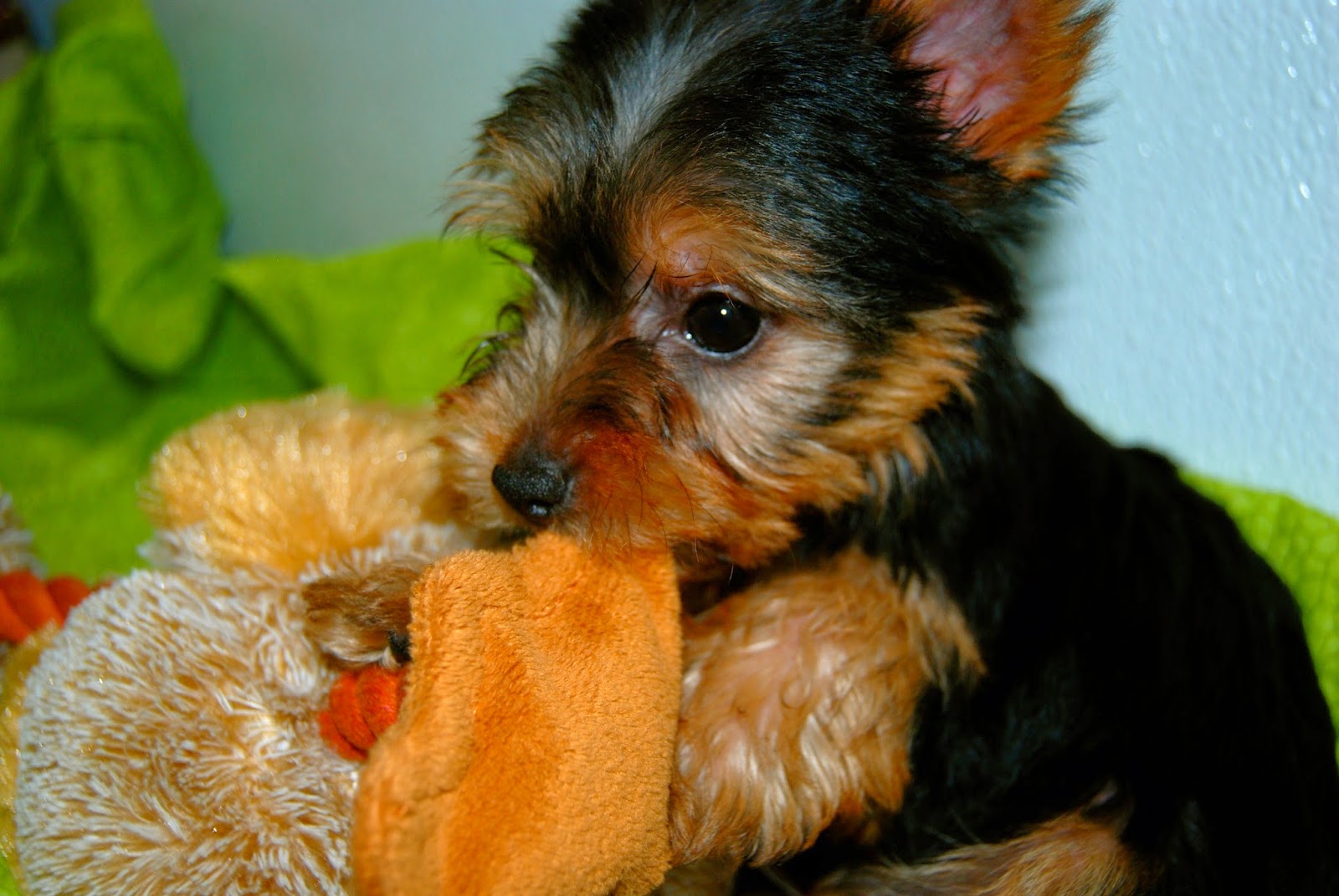 BeverlyDiane's Realm: Cute little Yorkie 9 weeks old