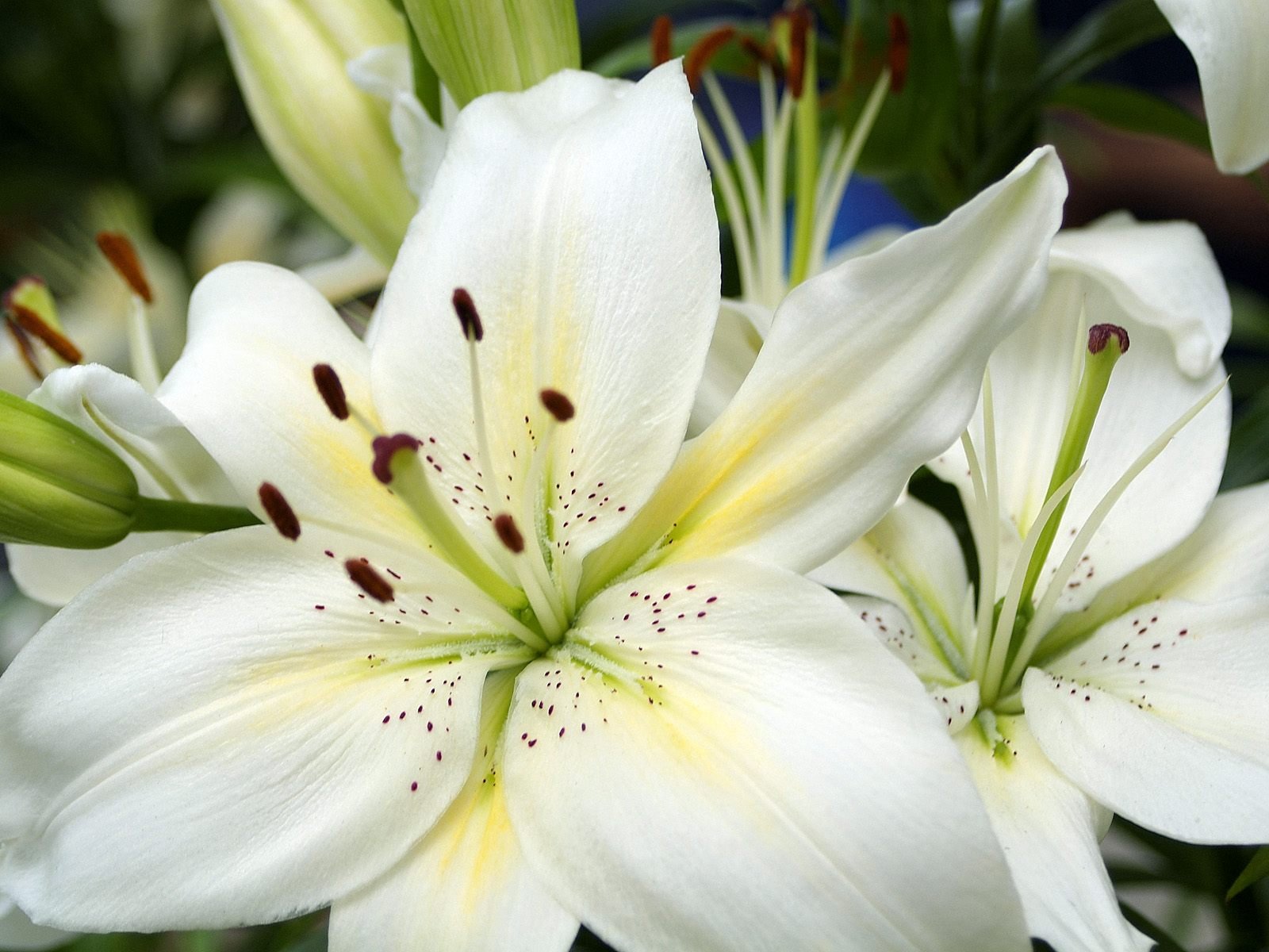 Glory lily flower walpaper |hd wallpapers|widescreen desktop ...