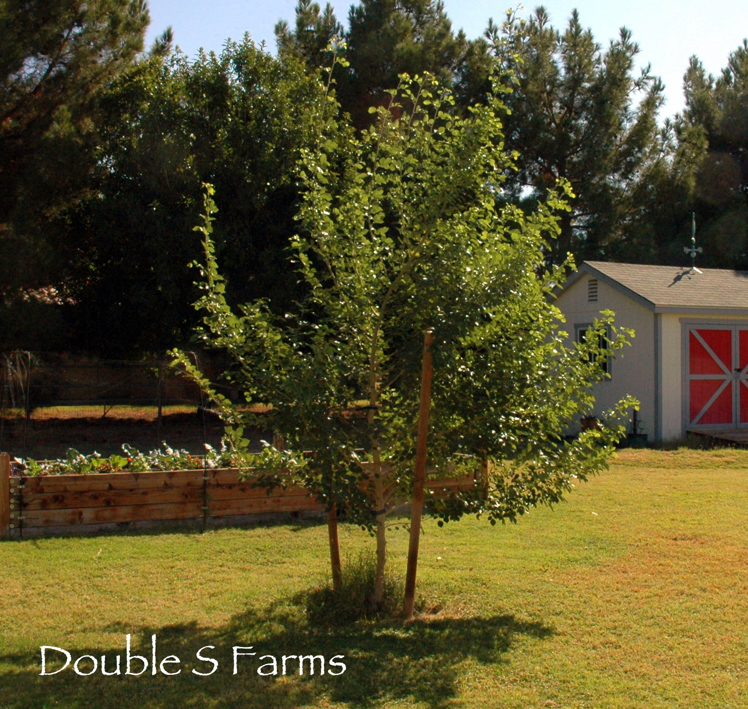 Dalbergia sissoo Archives - Ramblings from a Desert Garden