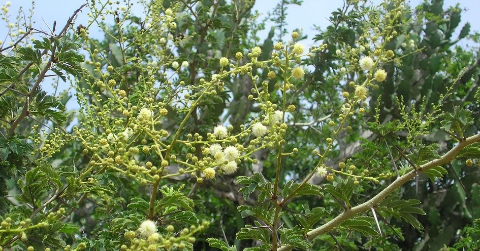 මහ අන්දර / ඉරිමේද [Maha Andara / Irimeda] (Acacia leucophloea) ~ අපේ ...