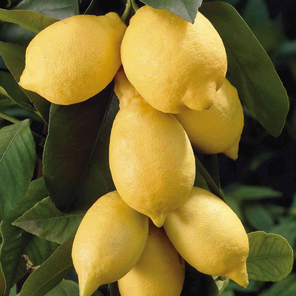 Limão (Citrus limon)