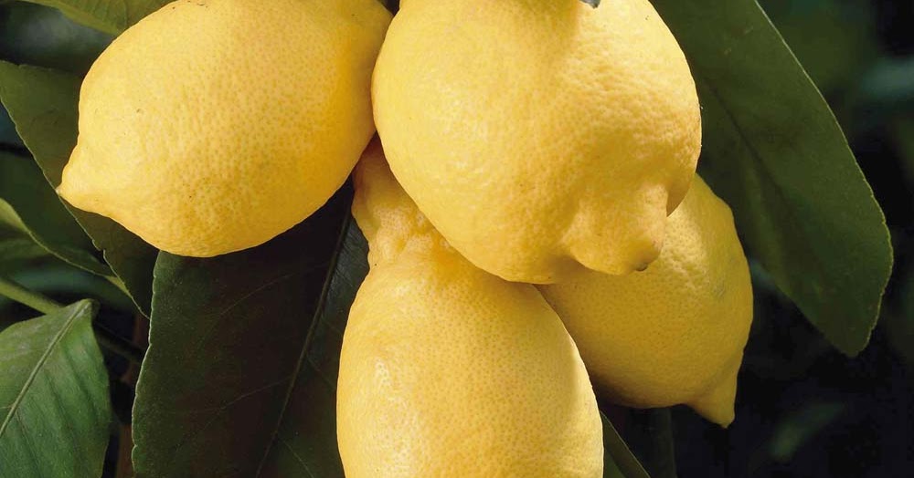 Limão (Citrus limon) ~ Klima Naturali™