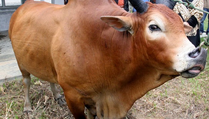 LIPI Kembangkan Benih Unggul Sapi Bali dan Sumba - kabarnusa.com