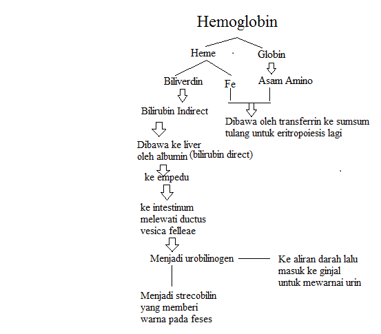 Eritropoesis dan Degradasi Eritrosit