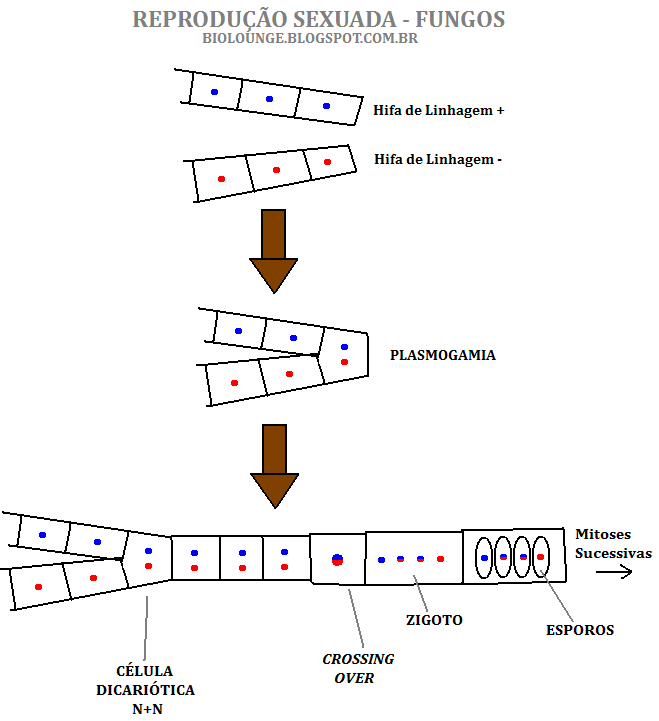 Bio Lounge: Reino Fungi - Parte 1