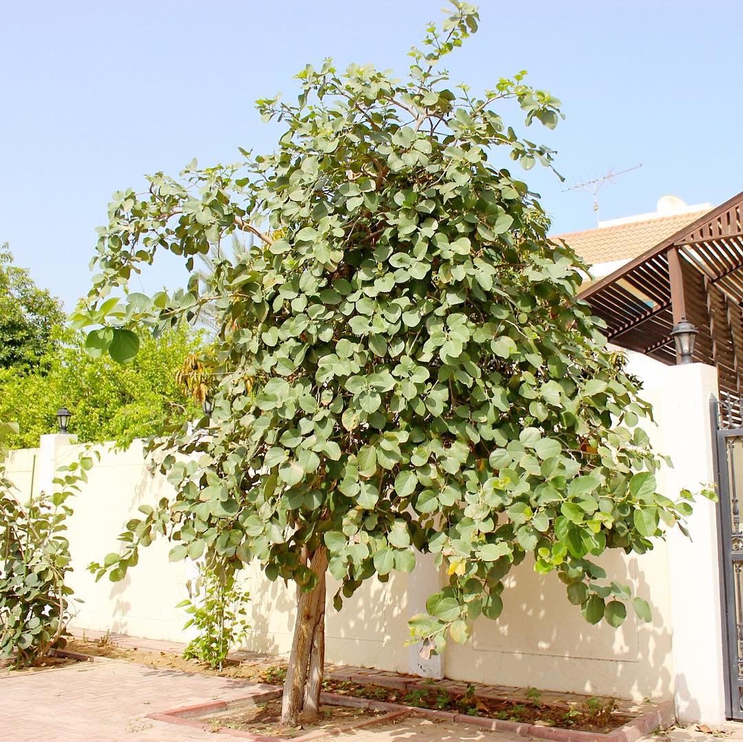 شجره البمبره Cordia myxa في الكويت ونبذه عنها