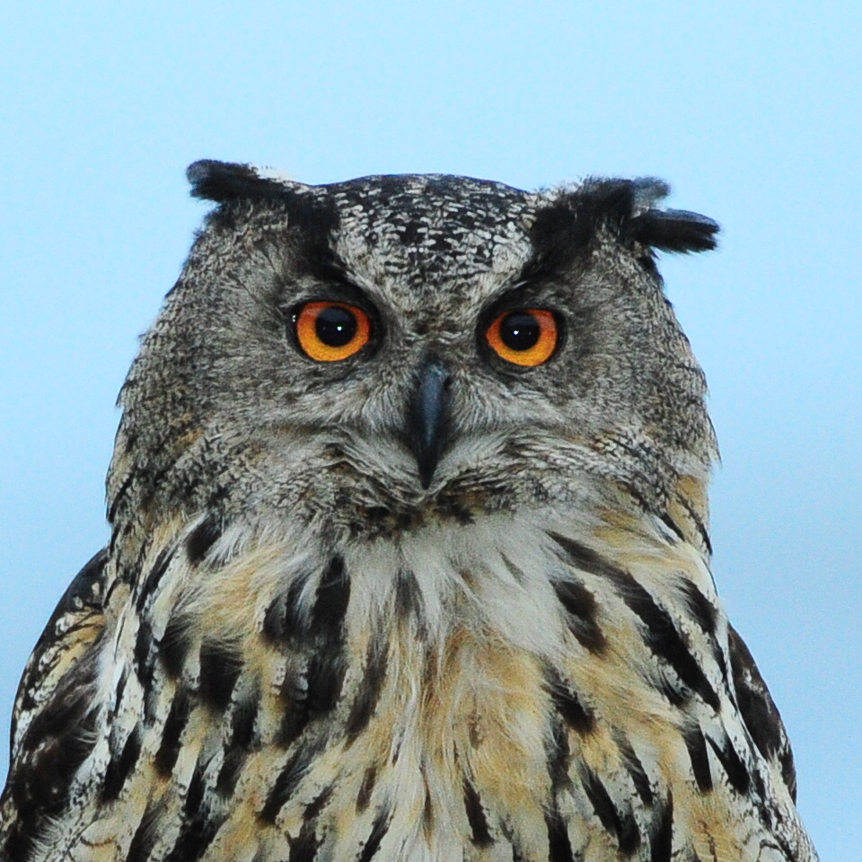 Willy Gill Naturfoto: Eagle Owl / Hubro