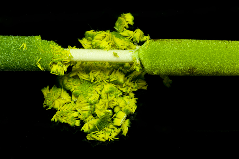 The 3 Foragers: Foraging for Wild, Natural, Organic Food: Cattail ...