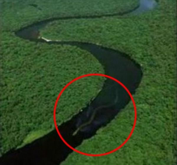 La Anaconda del Amazonas ~ cuentosselvaticos