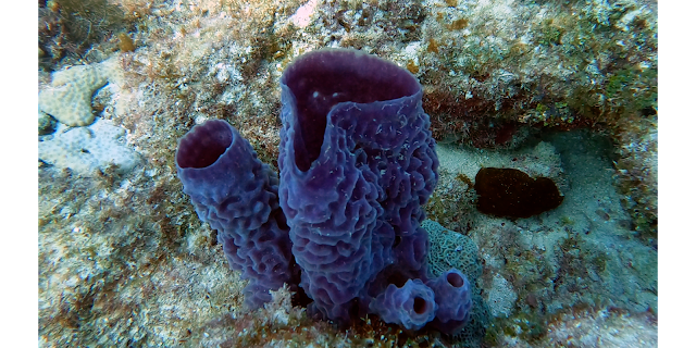 The Apprentice Manatee