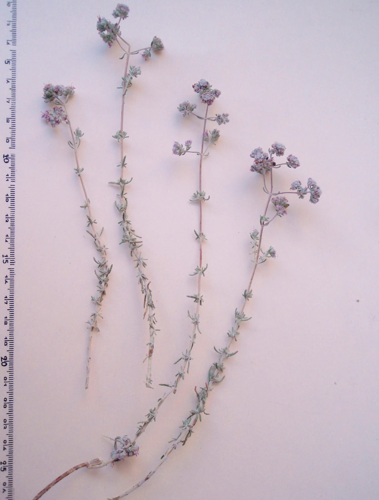 HERBARIO VIRTUAL DE BANYERES DE MARIOLA Y ALICANTE: 27 may 2012