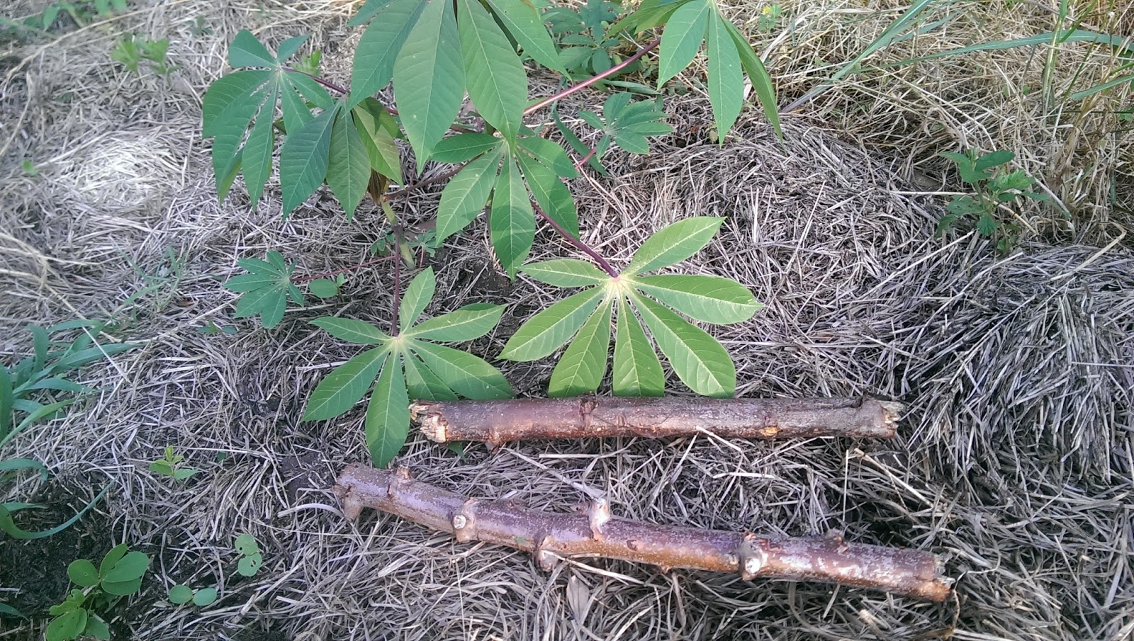 Toadstools and Fairy Rings: Soaking/Fermenting Cassava