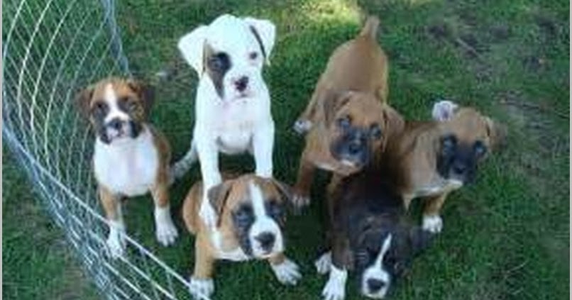 All About Dogs Images: Boxer Puppies For Sale In Ohio