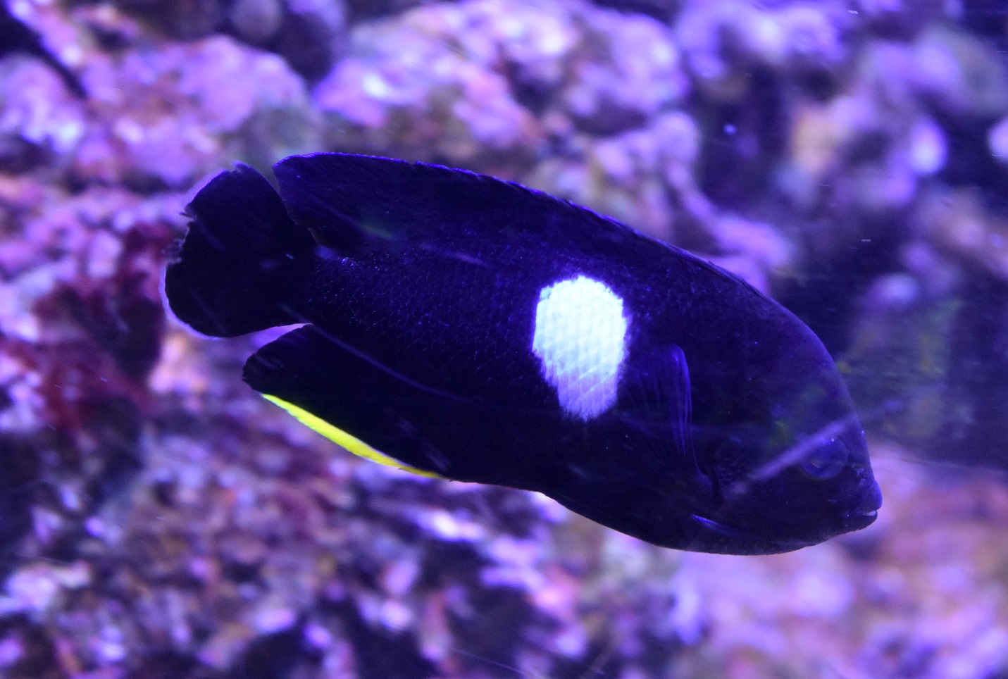 ZOOTOGRAFIANDO (6.100 ANIMALS): PEZ ÁNGEL ENANO CERRADURA / KEYHOLE ...