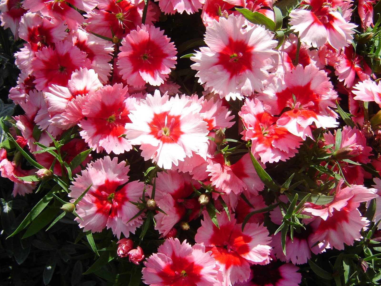 Cravina - Dianthus chinensis