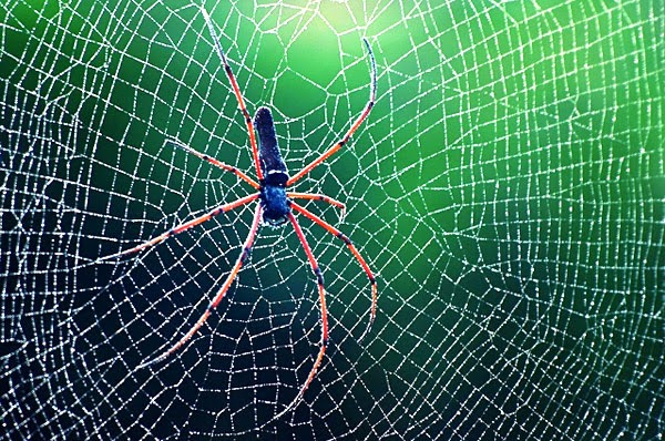 Penciptaan Menakjubkan Jaring Laba-laba | ZILZAAL