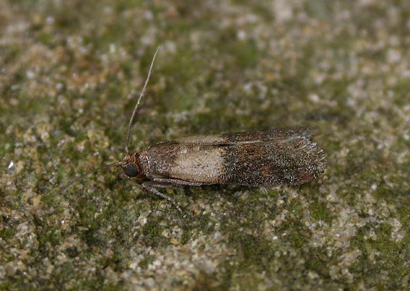 Charlie's moths of Calderdale.: 45: PLUME MOTHS, 62: PYRALIDS