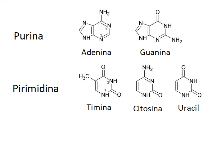 Biología 9° LAT : SEMANA 2: Estructura del ADN
