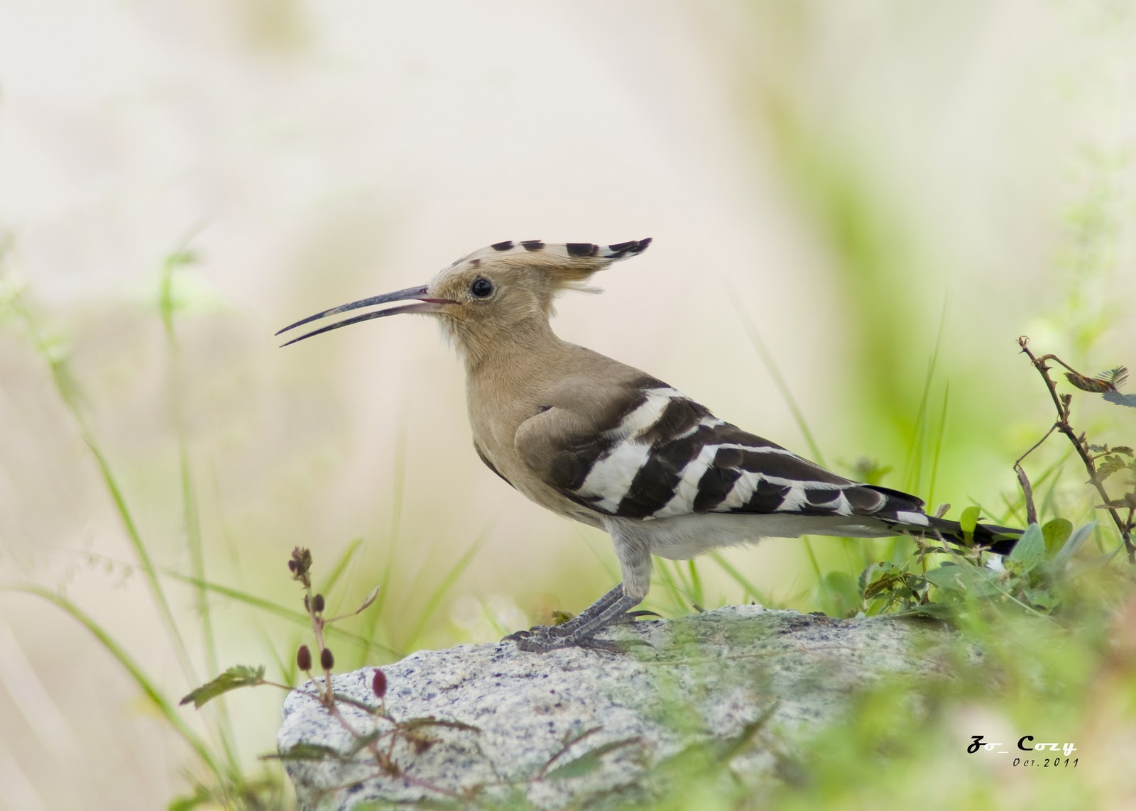 Cozy Bird Photography: Common hoopoe