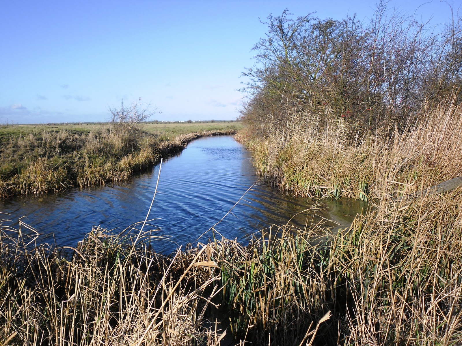 Notes from Kent's Hoo Peninsula: January 2012