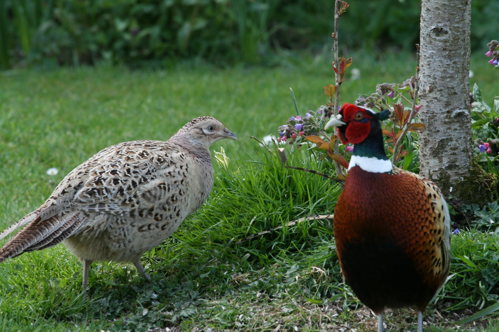 Garden Bird Year: Crowing Pheasants