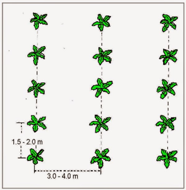 Banana Production Kit: Banana Field Planting and Cultural Management Part 1