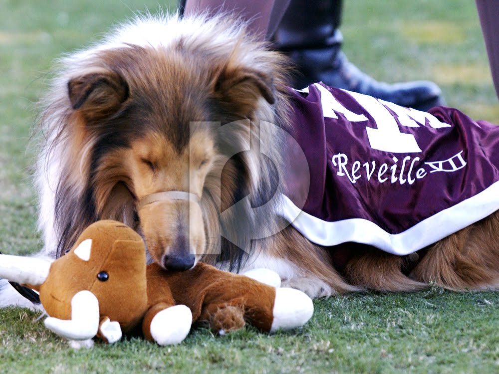 Chasing Roots: Not Your Average Dog