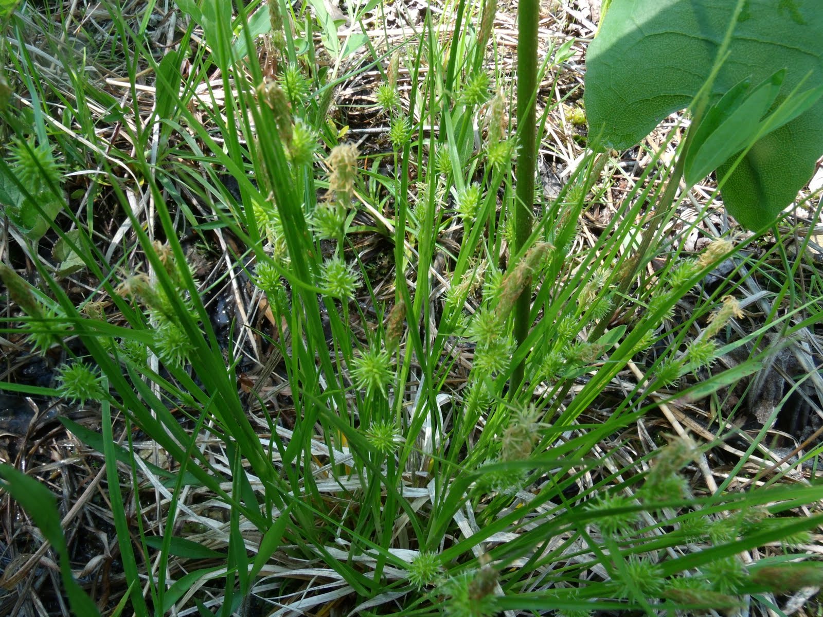 Midwest Native Plants, Gardens, and Wildlife: Sedges (and Much More) at ...